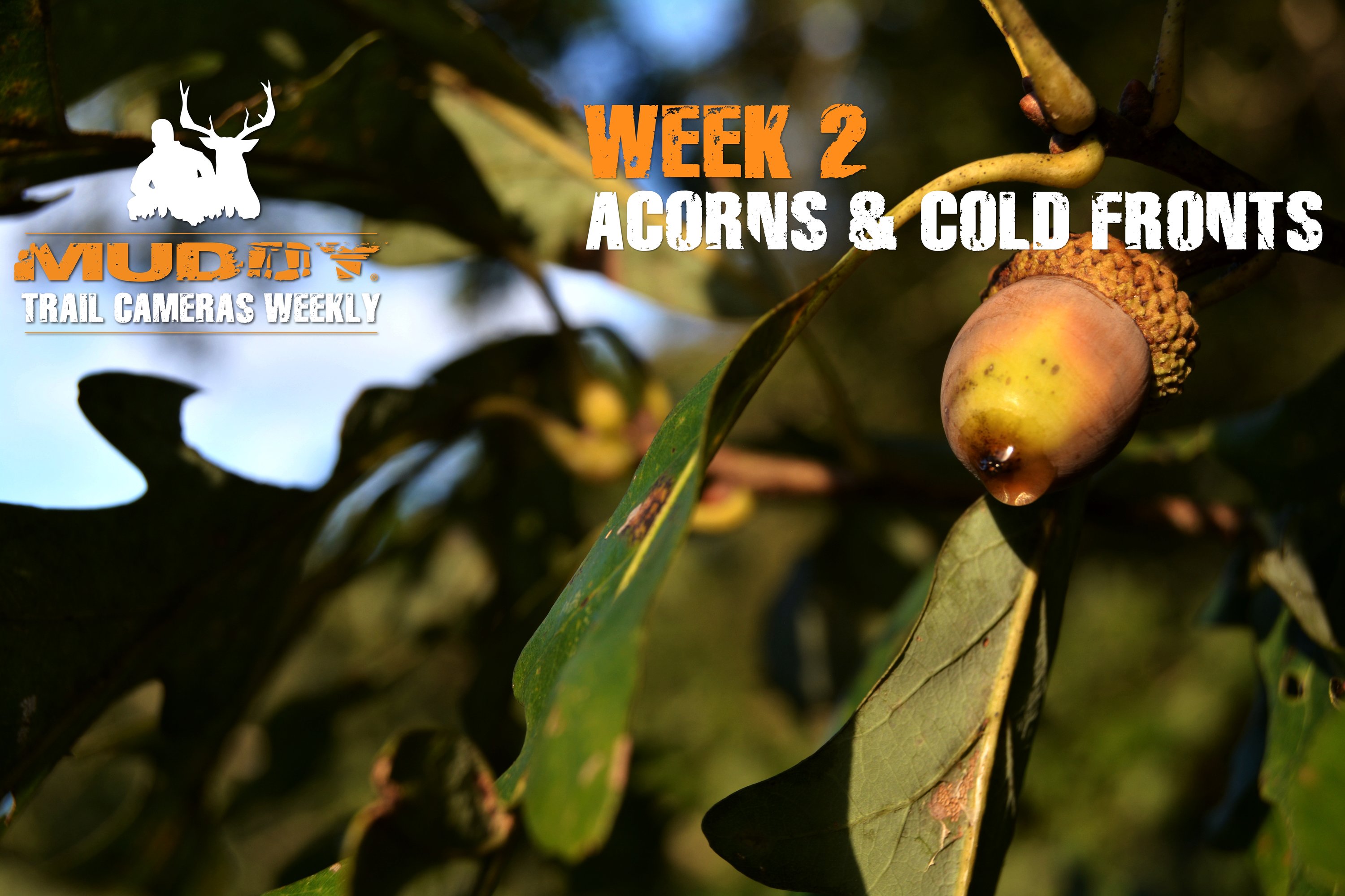 Trail Cameras Weekly | Week 2: October Cold Fronts and Acorns | The ...